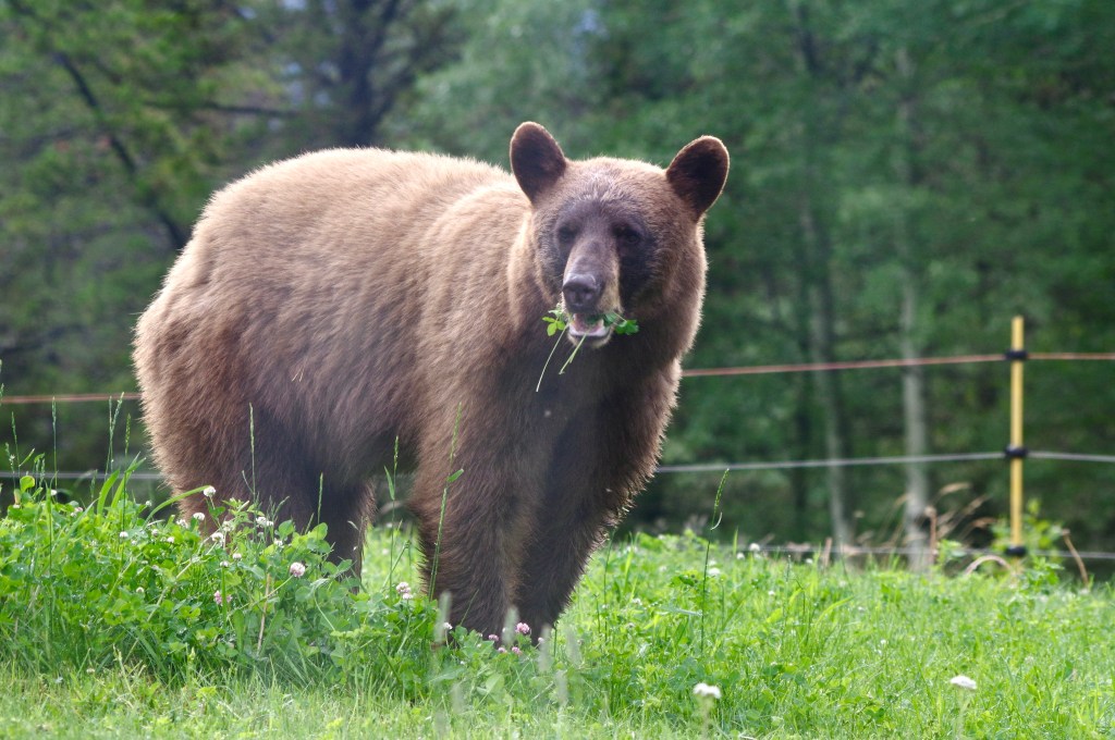 Firefighters in the Field: Mid-Season Stories – Lightning, Smokes ...